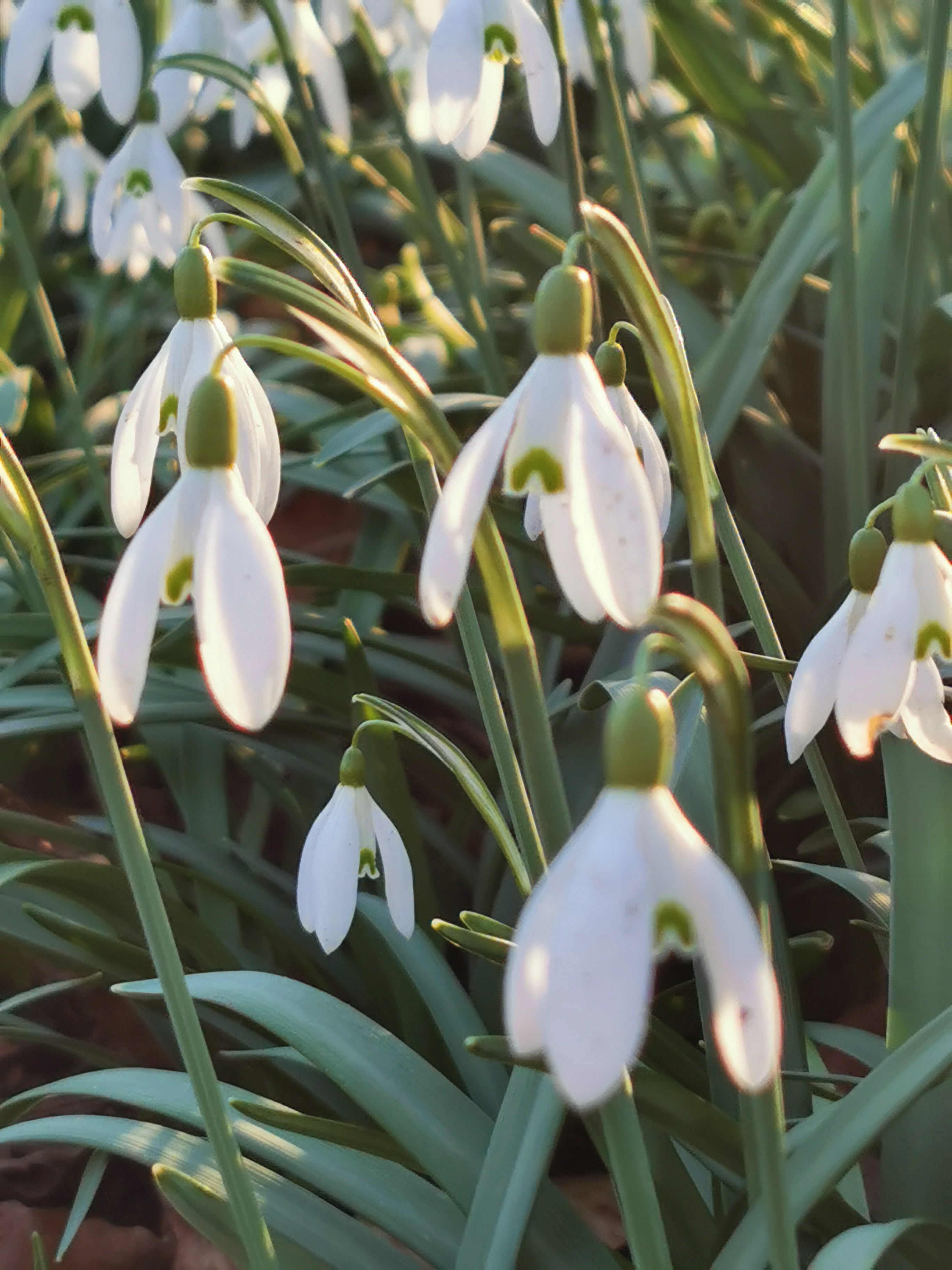 Learn about the snowdrop & how this beautiful bloom inspires me as a j ...